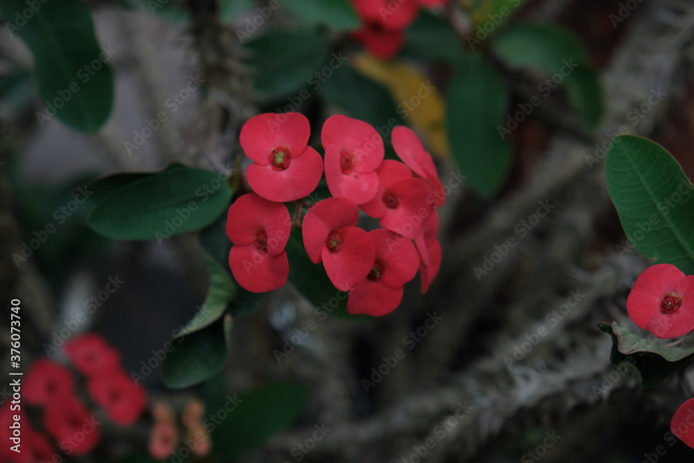 Euphorbia milii, the crown of thorns, called Corona de Cristo in Latin ...