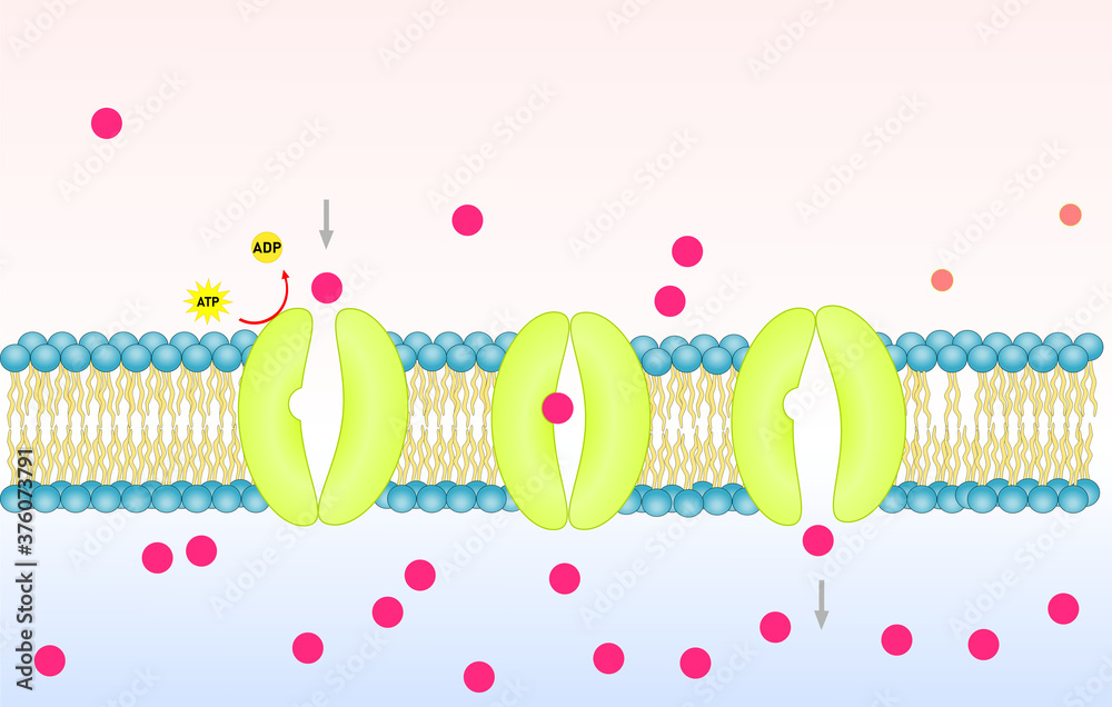 Scientific diagram show active transport in cell membrane. Stock Vector ...