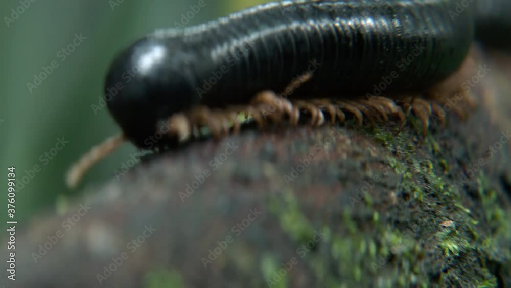 Giant Millipede of Thailand walking on a wet mossy tree trunk log ...
