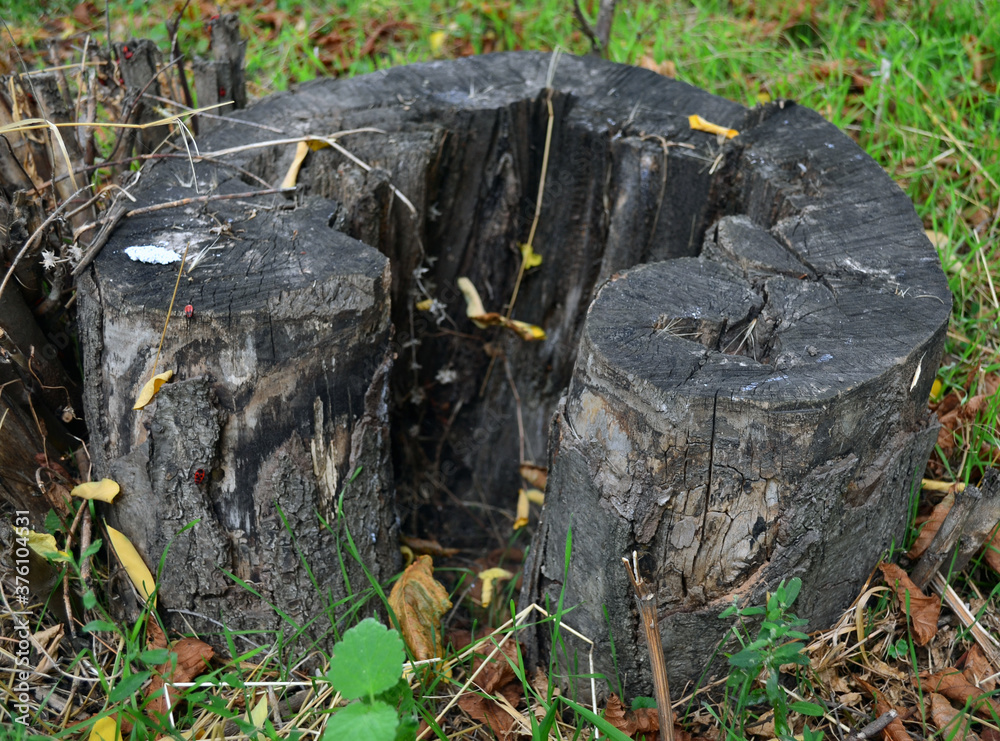 Stump from an oak tree in the forest. Red soldier beetles on a tree ...