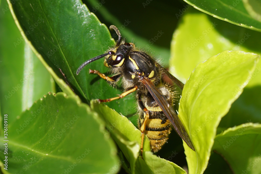 Queen of a common wasp (Vespula vulgaris) of the family Vespidae in ...