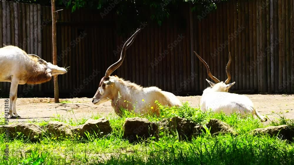 Group of Addaxes (Addax nasomaculatus) in their enclosure with the ...