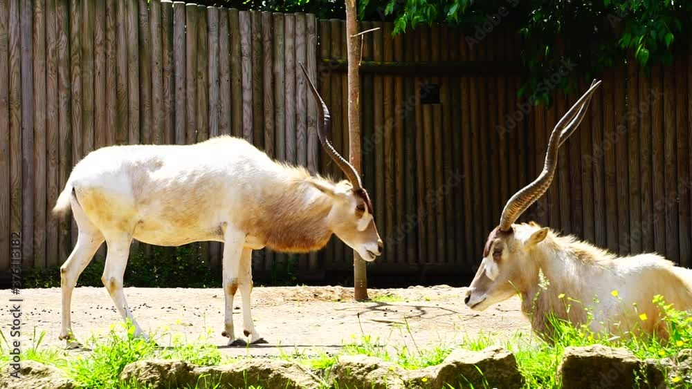 Group of Addaxes (Addax nasomaculatus) in their enclosure with the ...