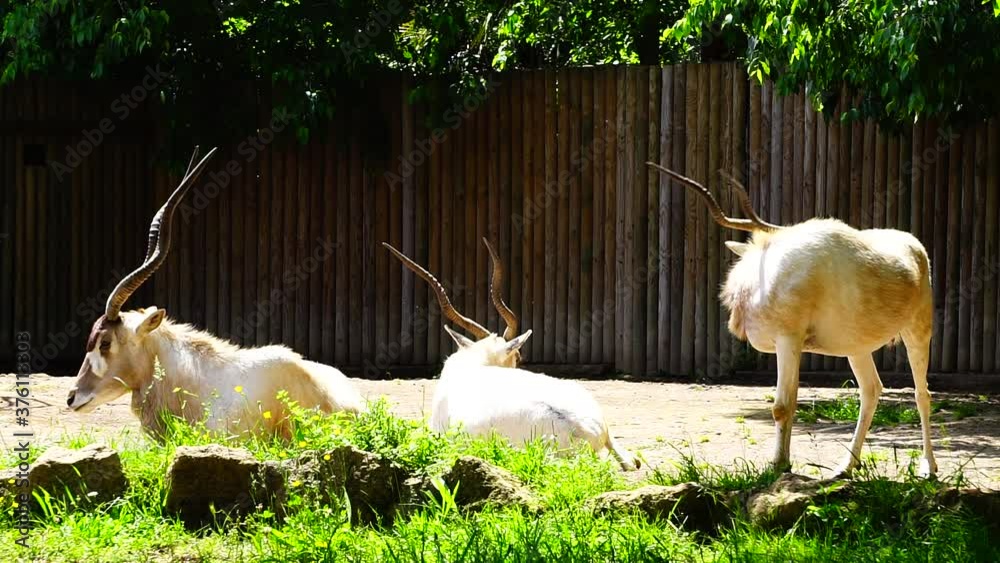 Video „Group of Addaxes (Addax nasomaculatus) in their enclosure with ...