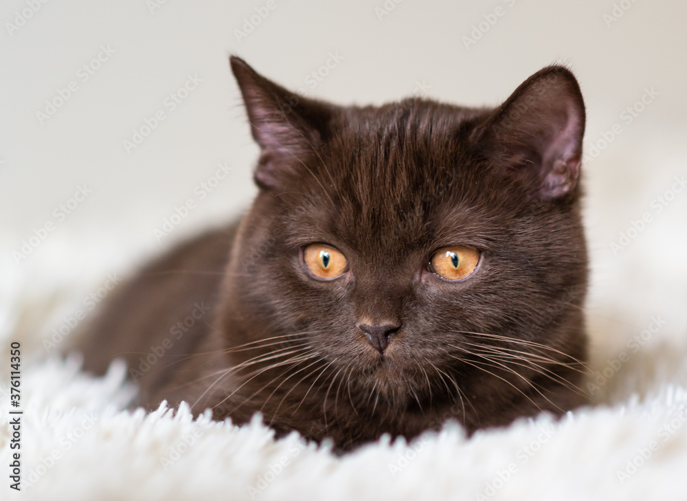 Cute chocolate british shorthair kitten Selective soft focus Stock ...