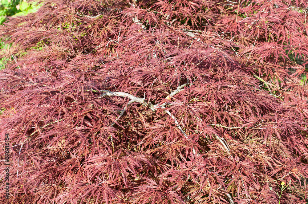 purple colored leaves of a japanese maple tree Stock Photo | Adobe Stock