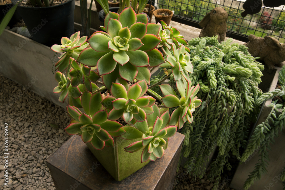 Exotic flora. View of an ornamental succulent, Aeonium haworthii Kiwi ...