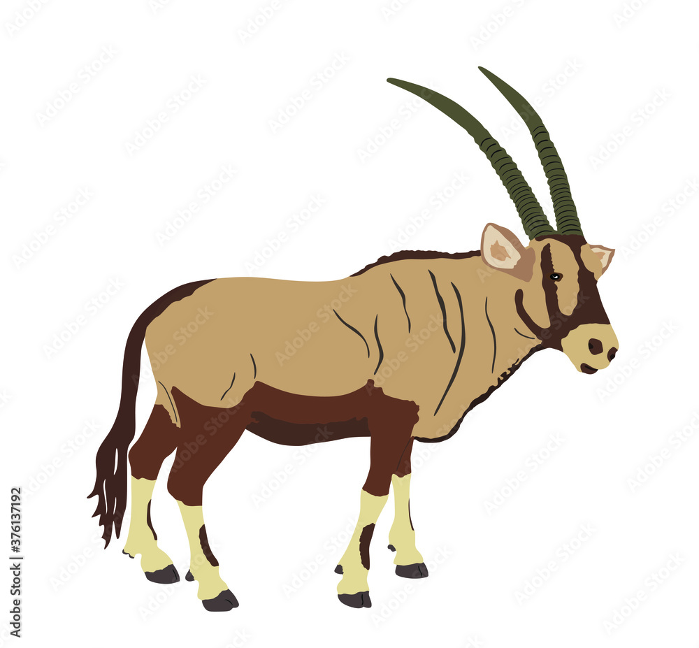 Solitary Oryx vector illustration isolated on white background. Oryx ...