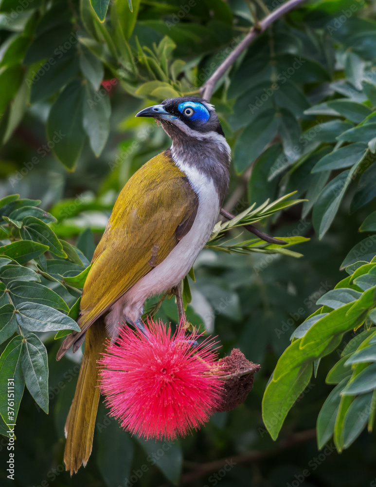 The blue-faced honeyeater (Entomyzon cyanotis), also colloquially known ...