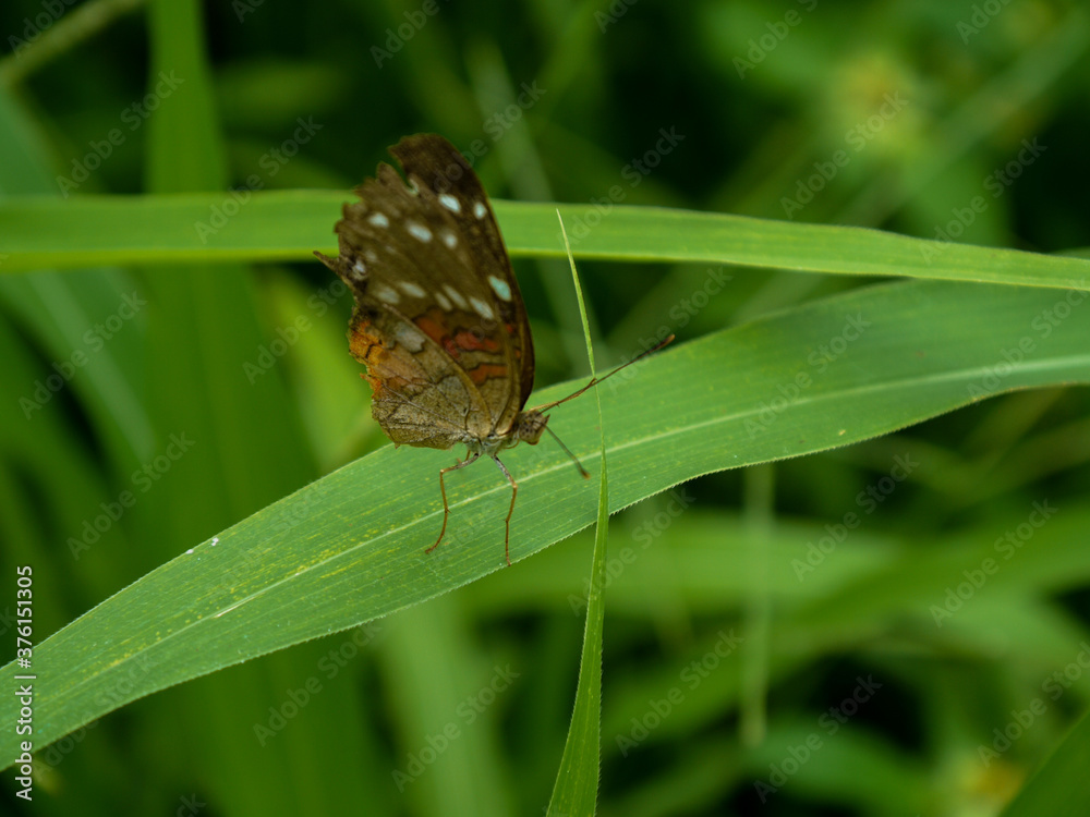 Foto de Mariposa / Monarca / Mariposa Monarca / Mariposa Monarca ...