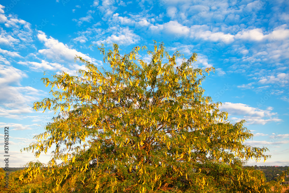 Honey Locust tree in summer . Gleditsia Triacanthos tree Stock Photo ...