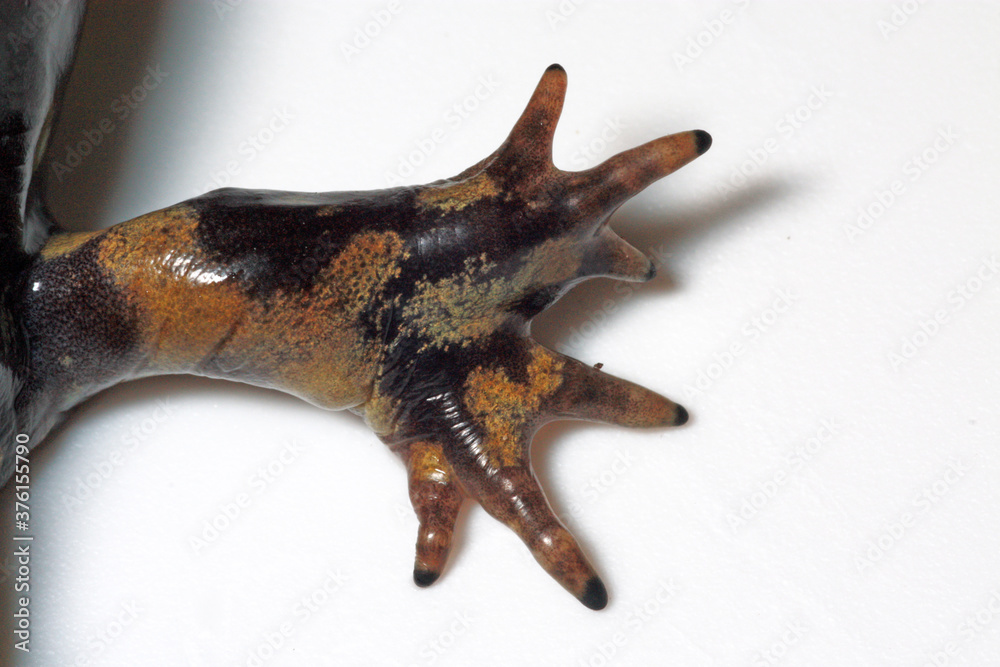 The front limb of an adult female Tiger Salamander (Ambystoma tigrinum ...