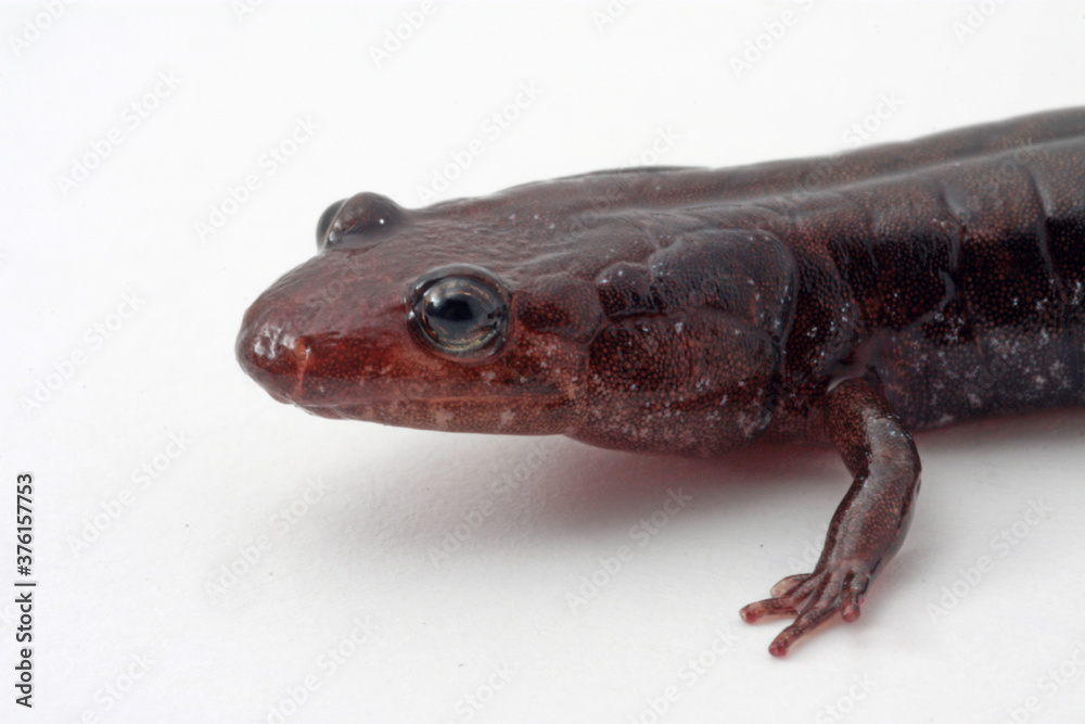 Close up photo of the head of a dusky salamander (Desmognathus sp ...