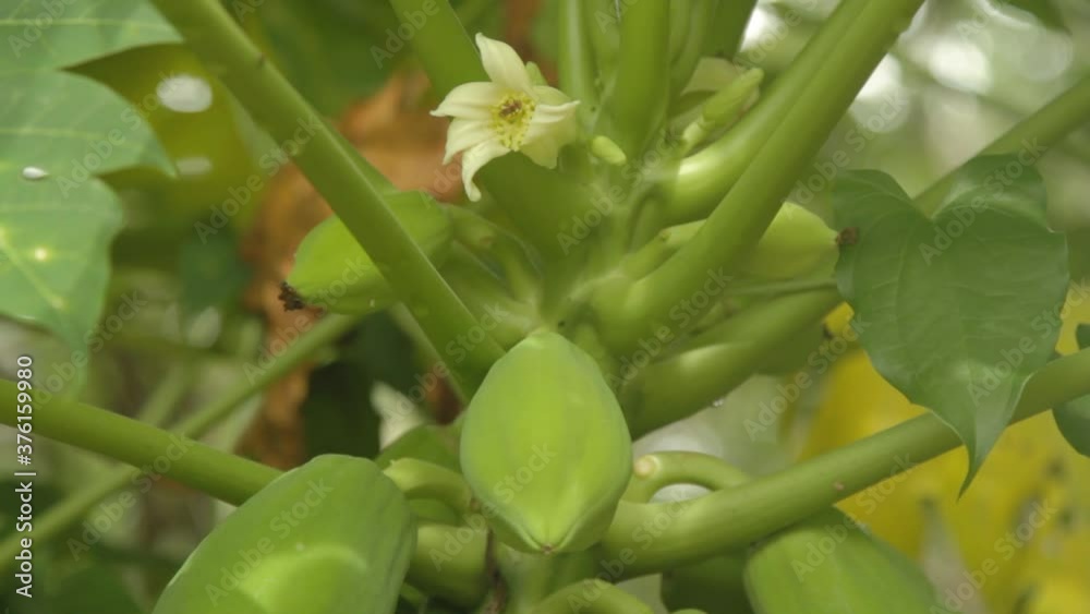 Productive agroforestry on a farm in northern Mato Grosso, Amazon biome ...