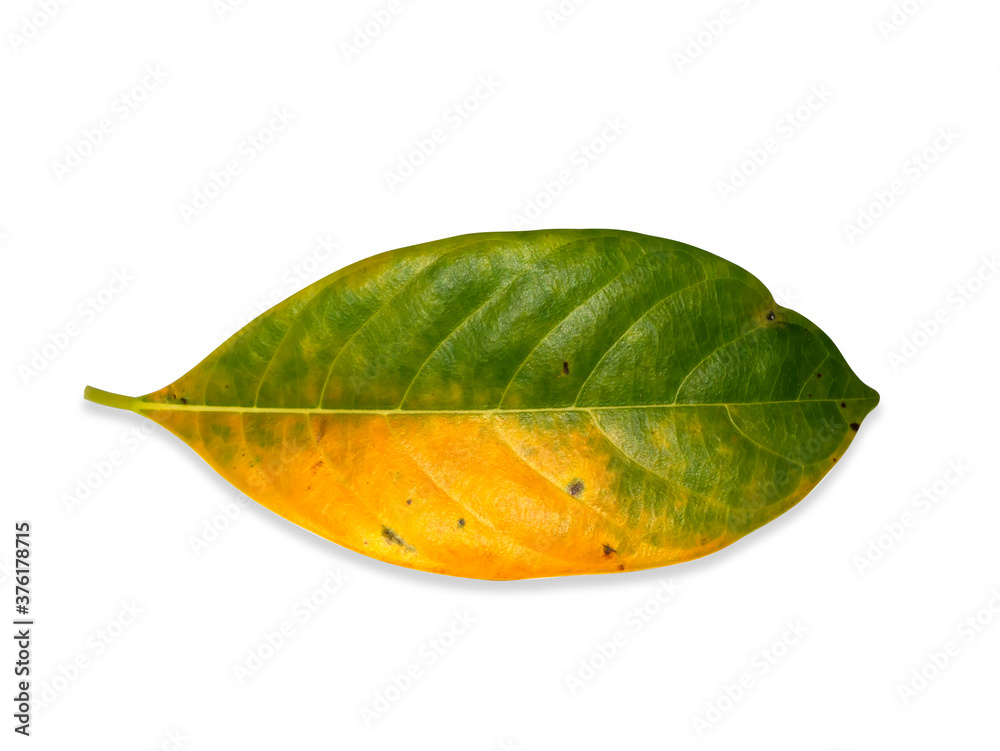 jackfruit leaf isolate on white background with clipping path. Stock ...
