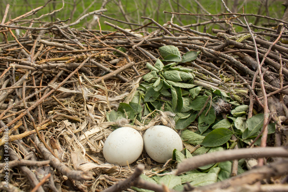 Foto de Common buzzard eggs in the nest, close up photo taken by ...