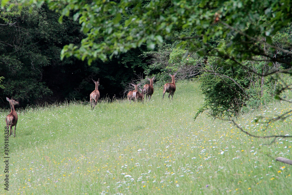 Foto de Hirschkuehe, Weibliche Hirsche, Hirsche, Cervidae. Die Tiere ...