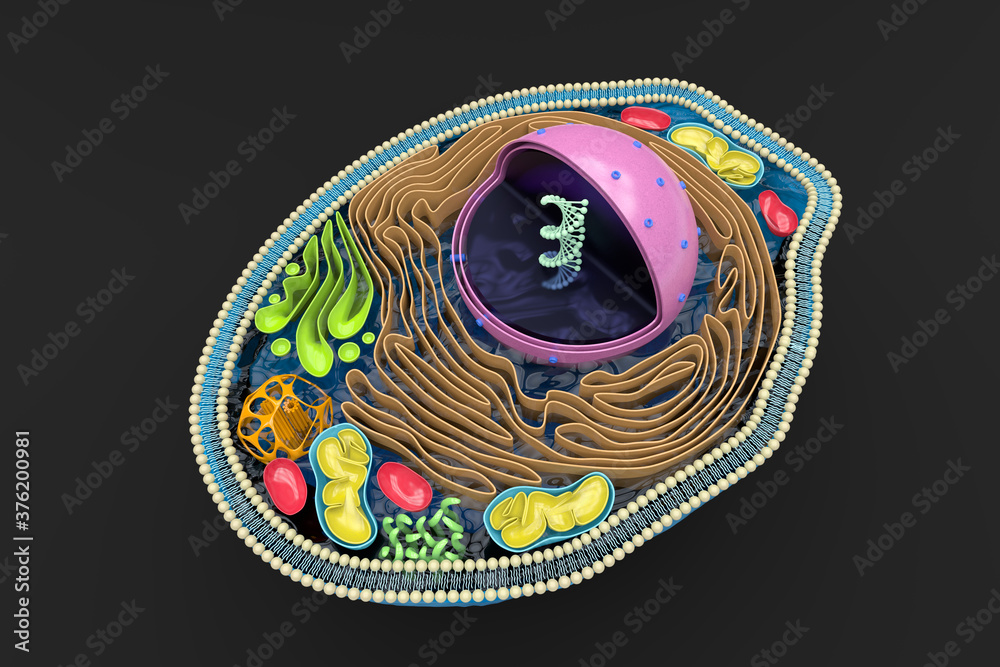 3D rendering of the human cell cross section, detailed colorful anatomy ...