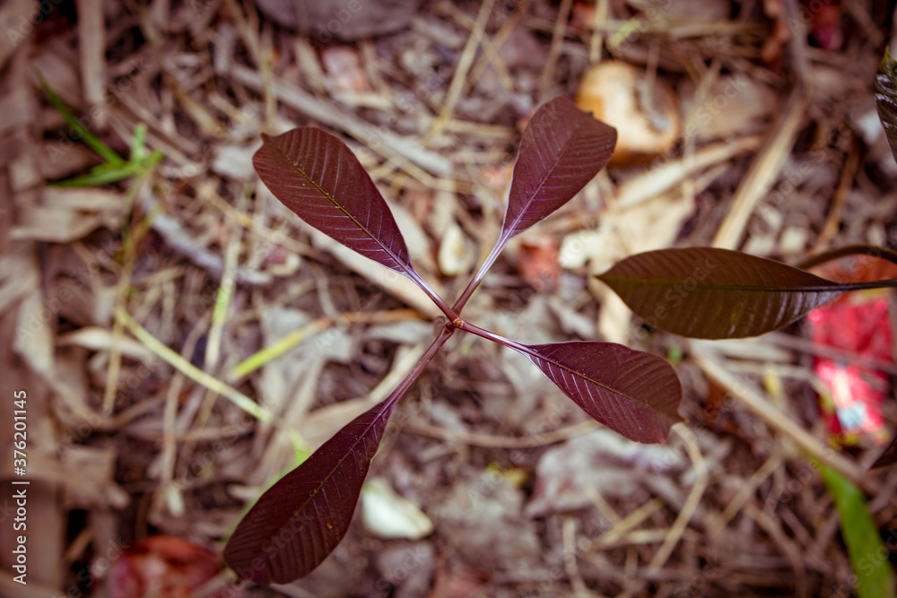 Beautiful natural baby Mango plant. Young shoots of growing mango trees ...