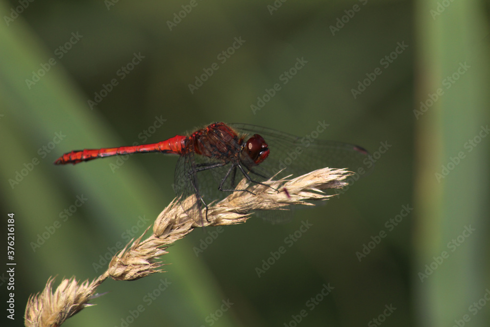 insect Stock Photo | Adobe Stock