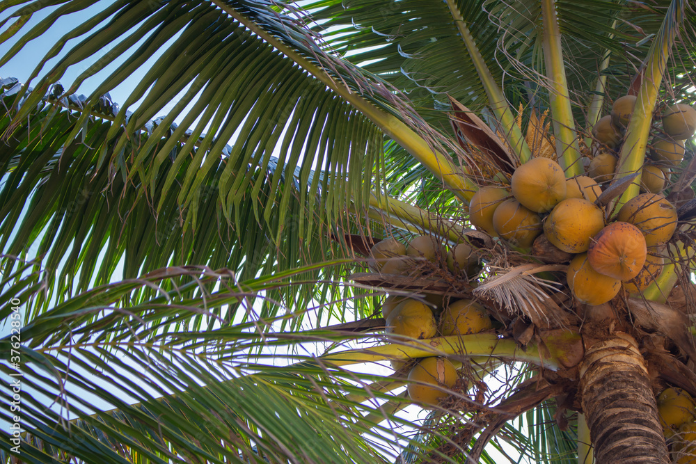 Coconut trees with coconuts, bottom view. Tropical nature. Palm trees ...