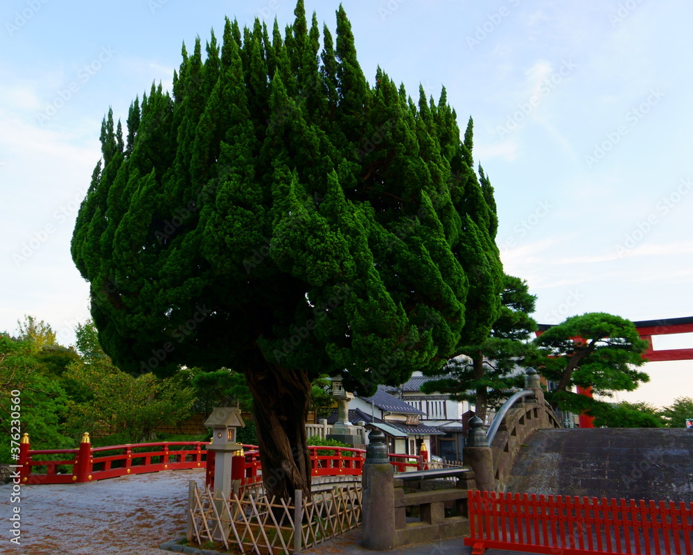 Kamakura / Japan. Tree at the entrance to Tsurugaoka Hachimangu Shrine ...