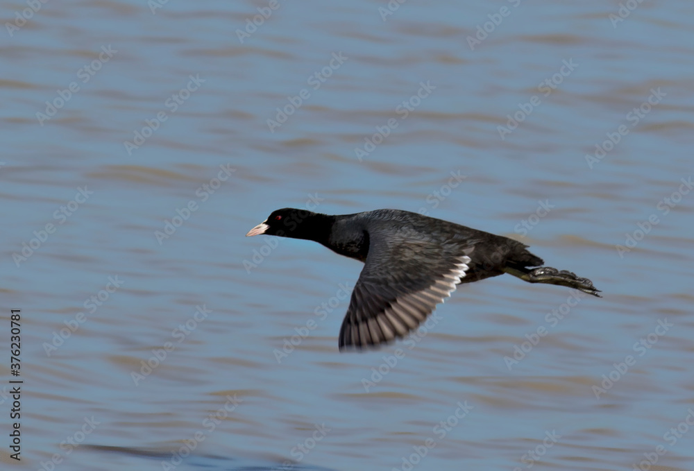 The Eurasian coot, also known as the common coot, black coot in flight ...