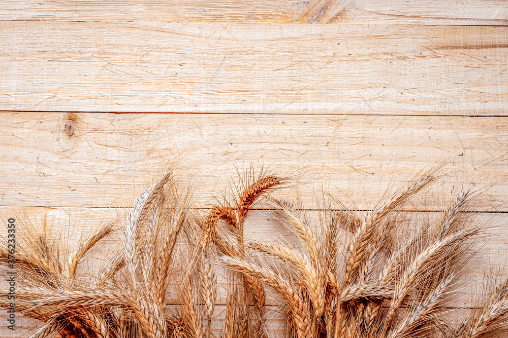 Rye grass. Whole, barley, harvest wheat sprouts. Wheat grain ear or rye ...