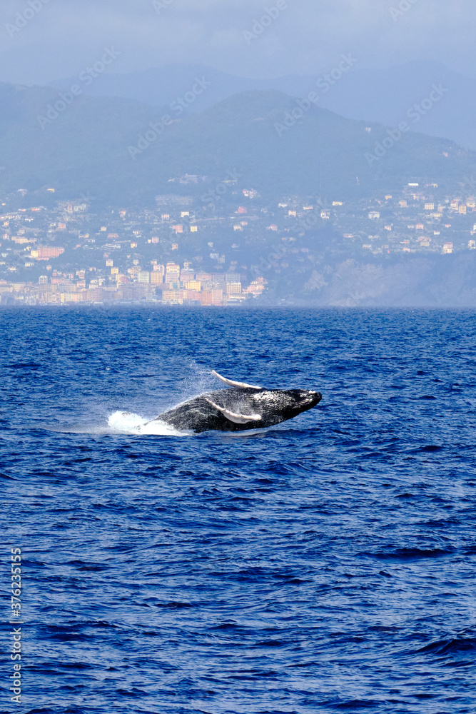 Very rare (for the Mediterranean Sea) Humpback whale jumping in ...