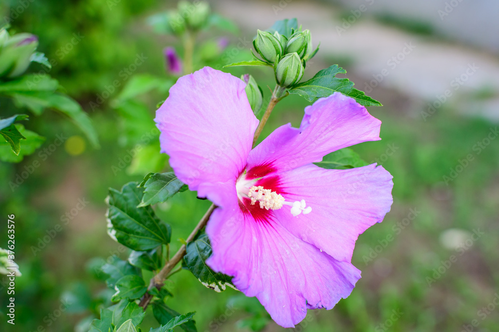 Pink delicate flower of Cornus kousa tree, commonly known as ousa ...