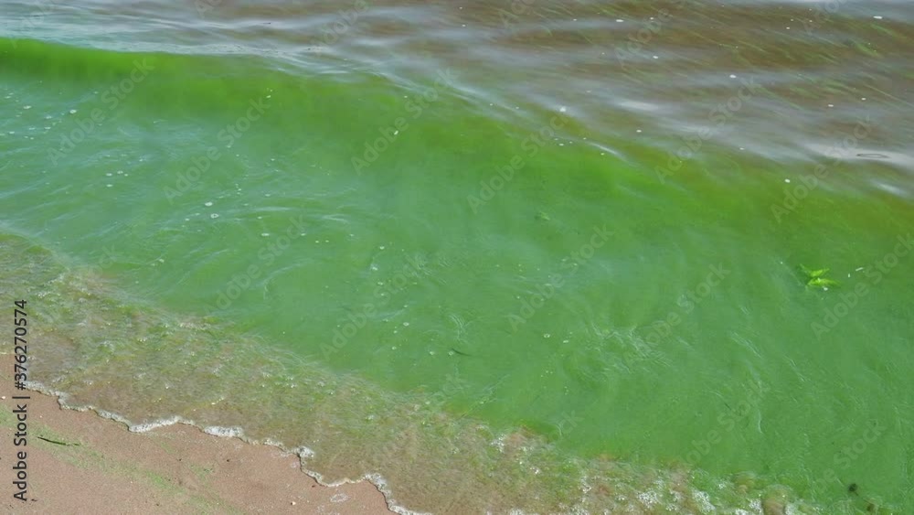 Green algae on the surface of the water. blooming water as a ...