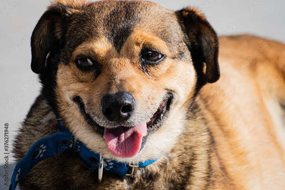 perro con cara simpática de meme Stock Photo | Adobe Stock