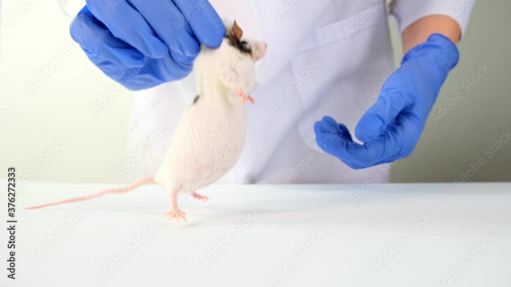 A scientist doctor in blue gloves holding white and black very fat lab ...