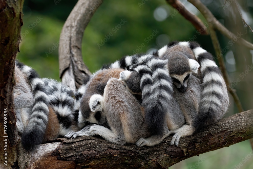 Portrait of ring-tailed lemurs, Lemur catta, sleeping and relaxing on ...