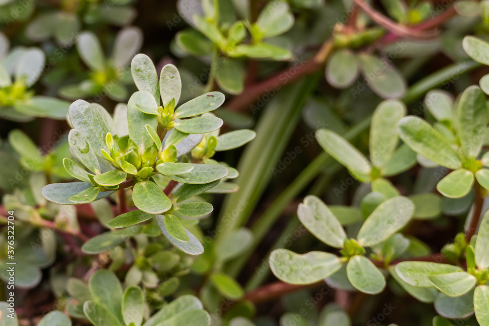 purslane plant portulaca oleracea outdoors Stock Photo | Adobe Stock
