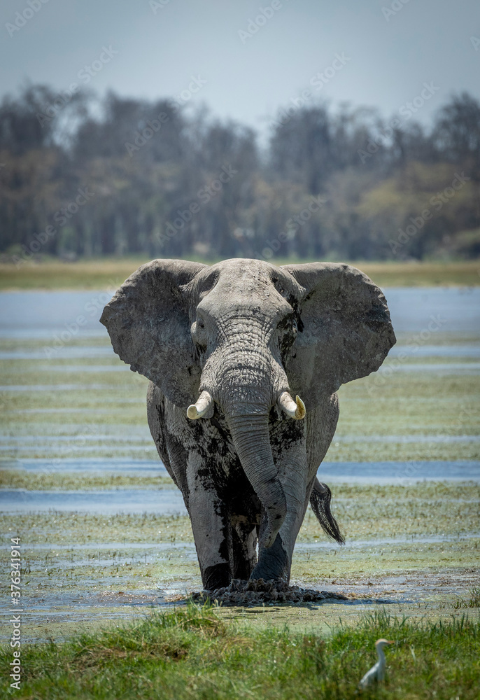 Vertical portrait of a charging bull elephant walking across wet plains ...