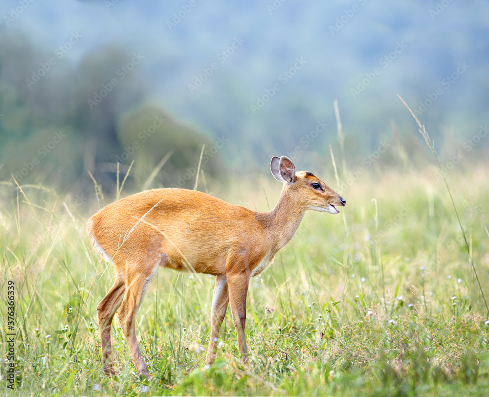 Wild Muntjac deer, also know as barking deer or rib-faced deer, Khao ...
