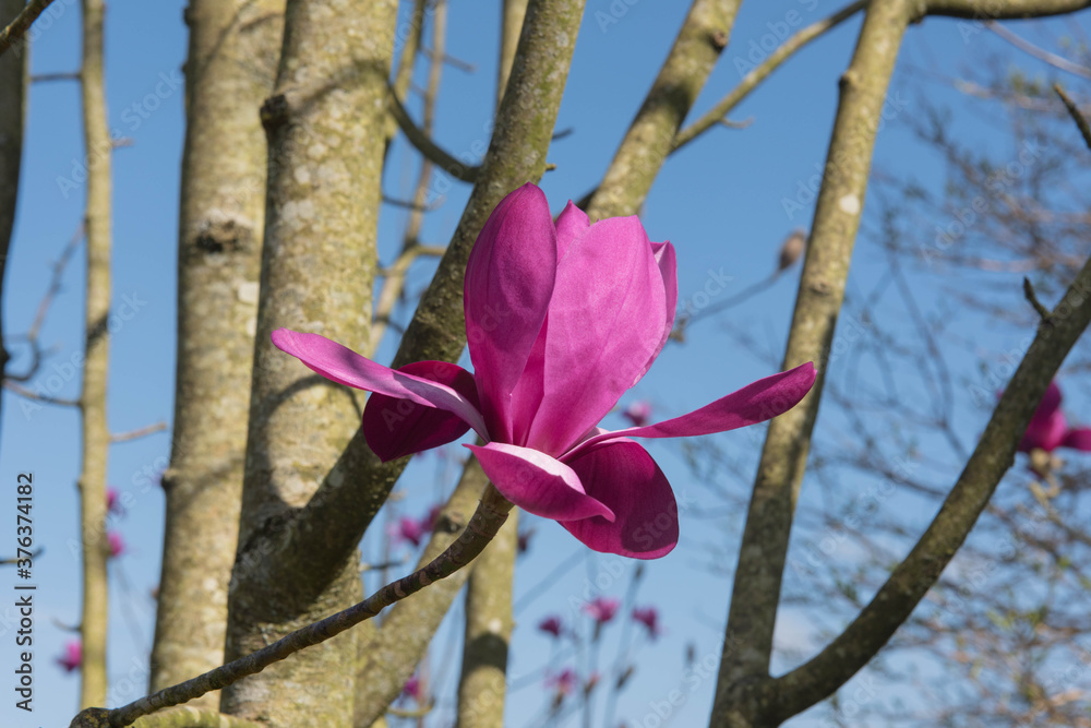 Bright Pink Spring Flowers on a Deciduous Magnolia Tree (Magnolia ...
