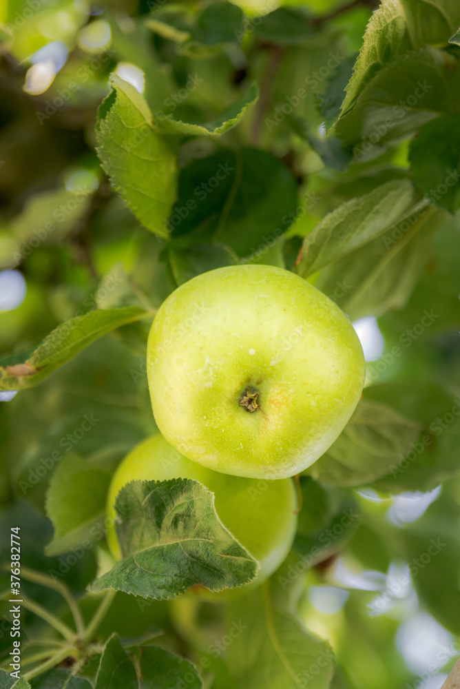 Apple tree. Reinette apple tree with abundance of ripening apples ...