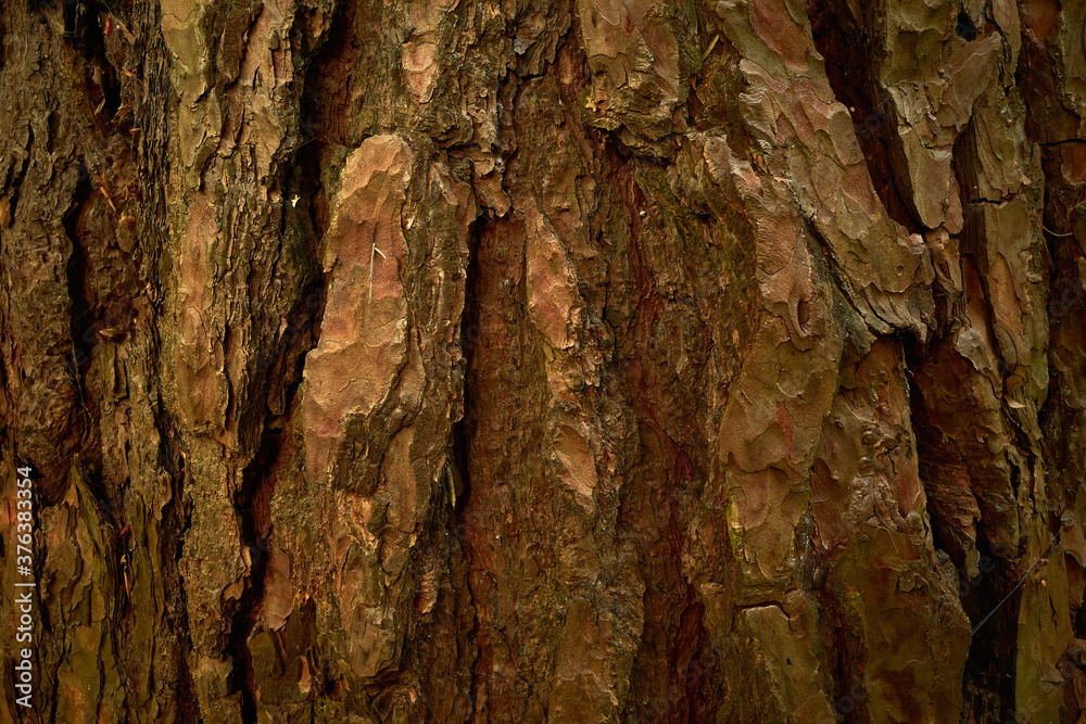 Textured pine bark. Patterned, uneven, grooved surface of pine tree ...