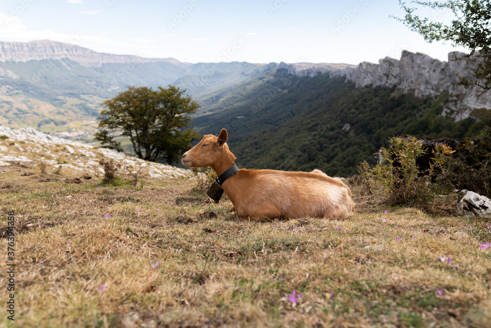 Cabra recostada en la hierba en la montaña al lado de la Ermita de San ...