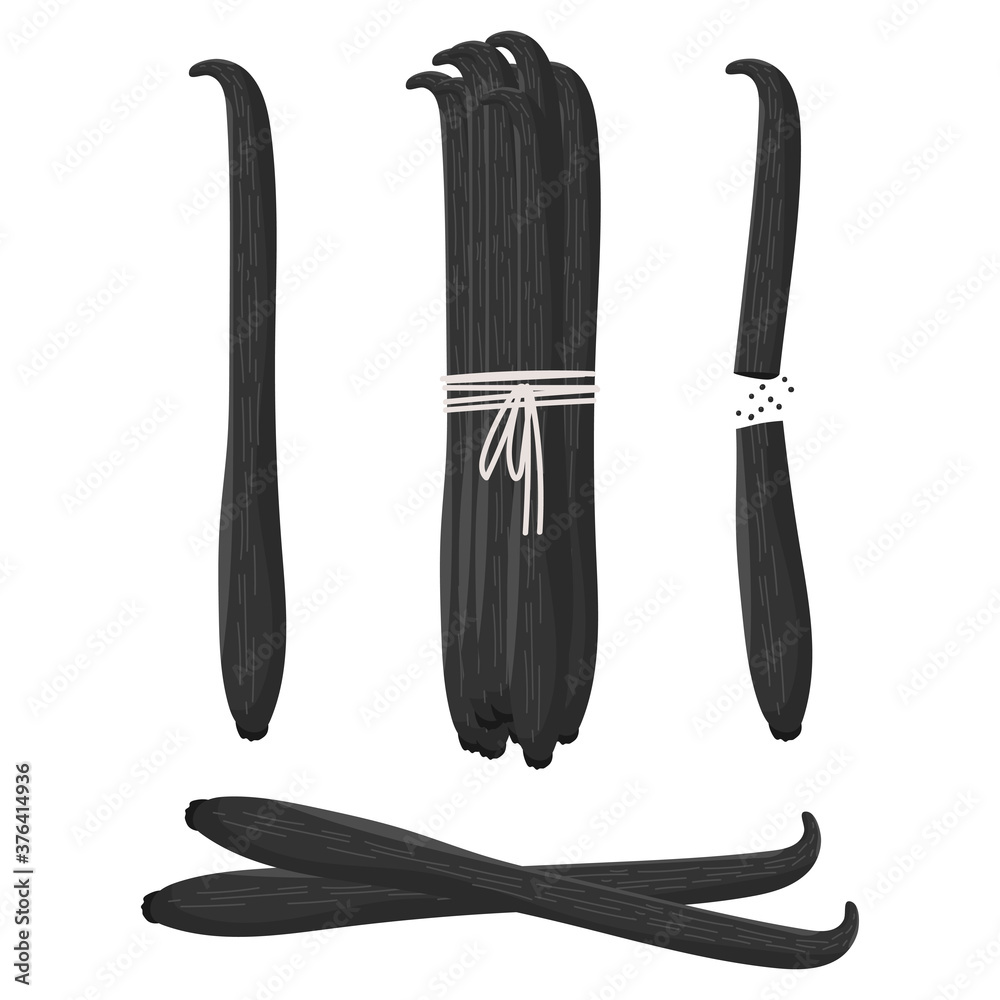 Vanilla beans vector cartoon set isolated on a white background. Stock ...