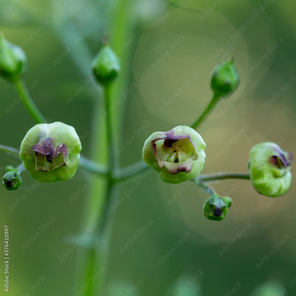 Scrophularia nodosa (also called figwort, woodland figwort, and common ...