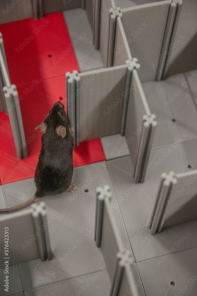 Laboratory black mouse is navigating in a plastic 3D printed labyrinth ...