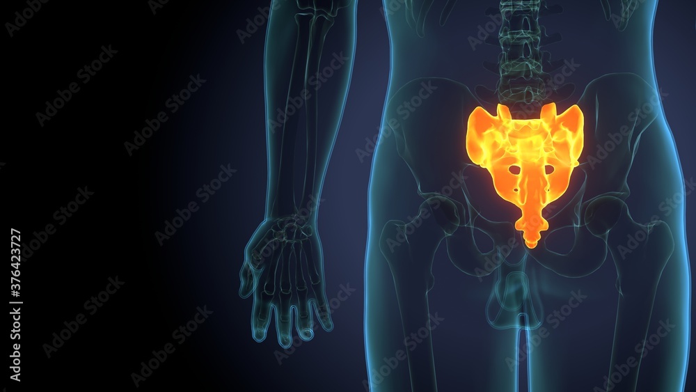 Human Skeleton Skull Occidental Bone Anatomy For Medical Concept 3D ...