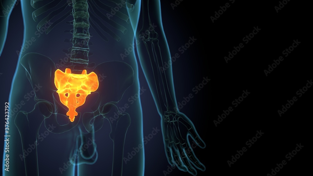 Human Skeleton Skull Occidental Bone Anatomy For Medical Concept 3D ...