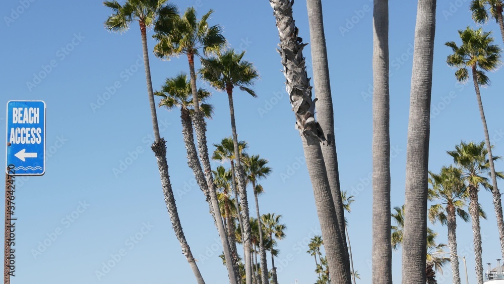 Beach sign and palms in sunny California, USA. Palm trees and seaside ...