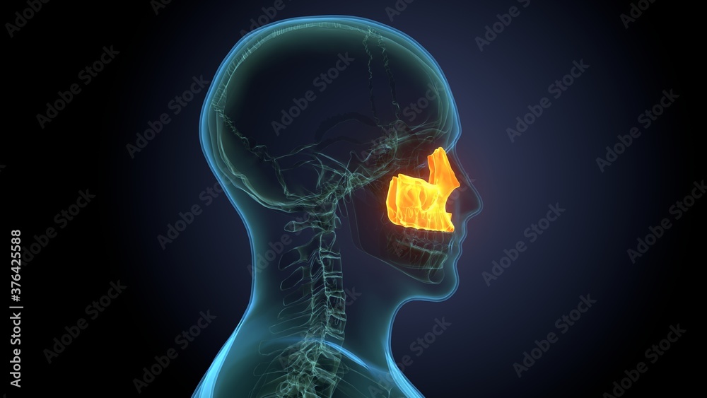 Human Skeleton Skull Maxilla Bone Anatomy For Medical Concept 3D ...