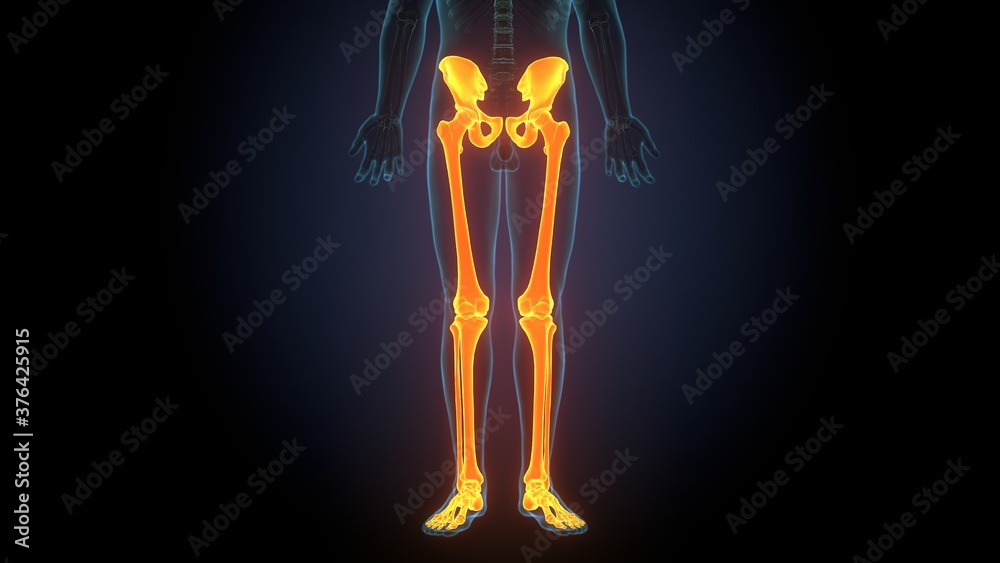 Human Skeleton System Lower Limbs Skeletal Anatomy 3D Illustration ...