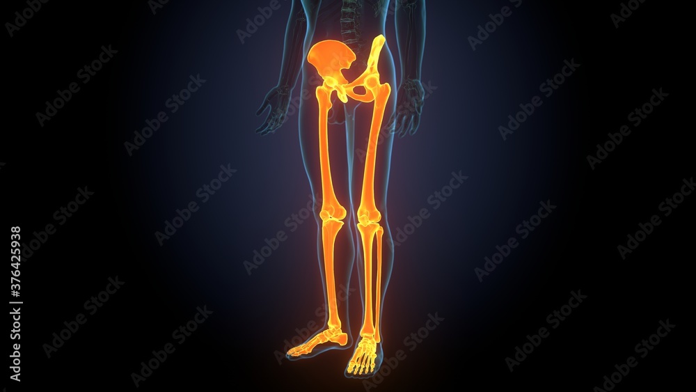 Human Skeleton System Lower Limbs Skeletal Anatomy 3D Illustration ...